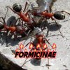 Иконка канала FORMICINae