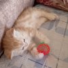 Иконка канала Кот Симба🐱