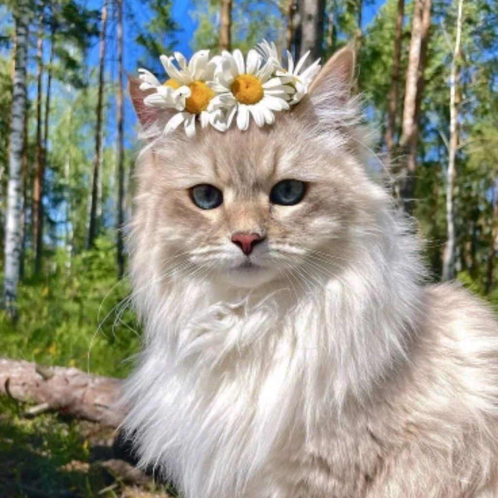 Иконка канала Камила