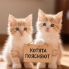 Иконка канала КОТЯТА ПОЯСНЯЮТ | DARK