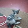 Иконка канала Санчоус Про Макс