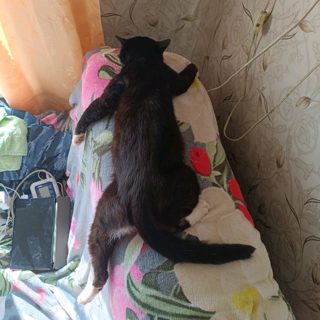 Иконка канала ReDca Leo 🦁♌