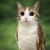 Иконка канала meowl