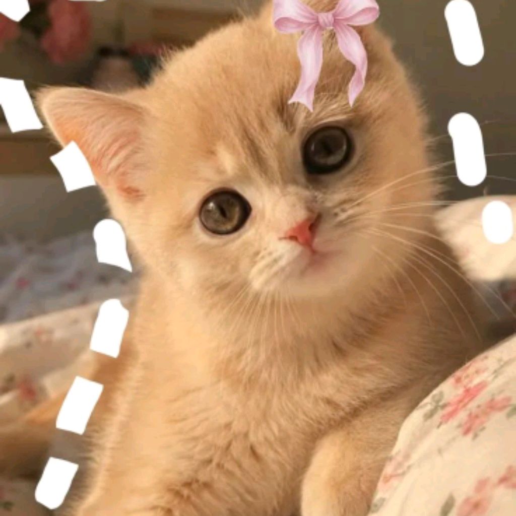 Иконка канала Денс  Котята
