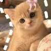 Иконка канала Денс  Котята