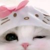 Иконка канала Кисики💗❤️🐱💘