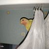 Иконка канала Анонимный Лебедь И Его Друзья