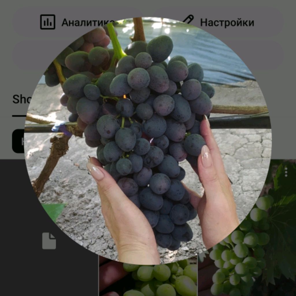 Иконка канала Виноградник с нуля. НАЧАЛО.