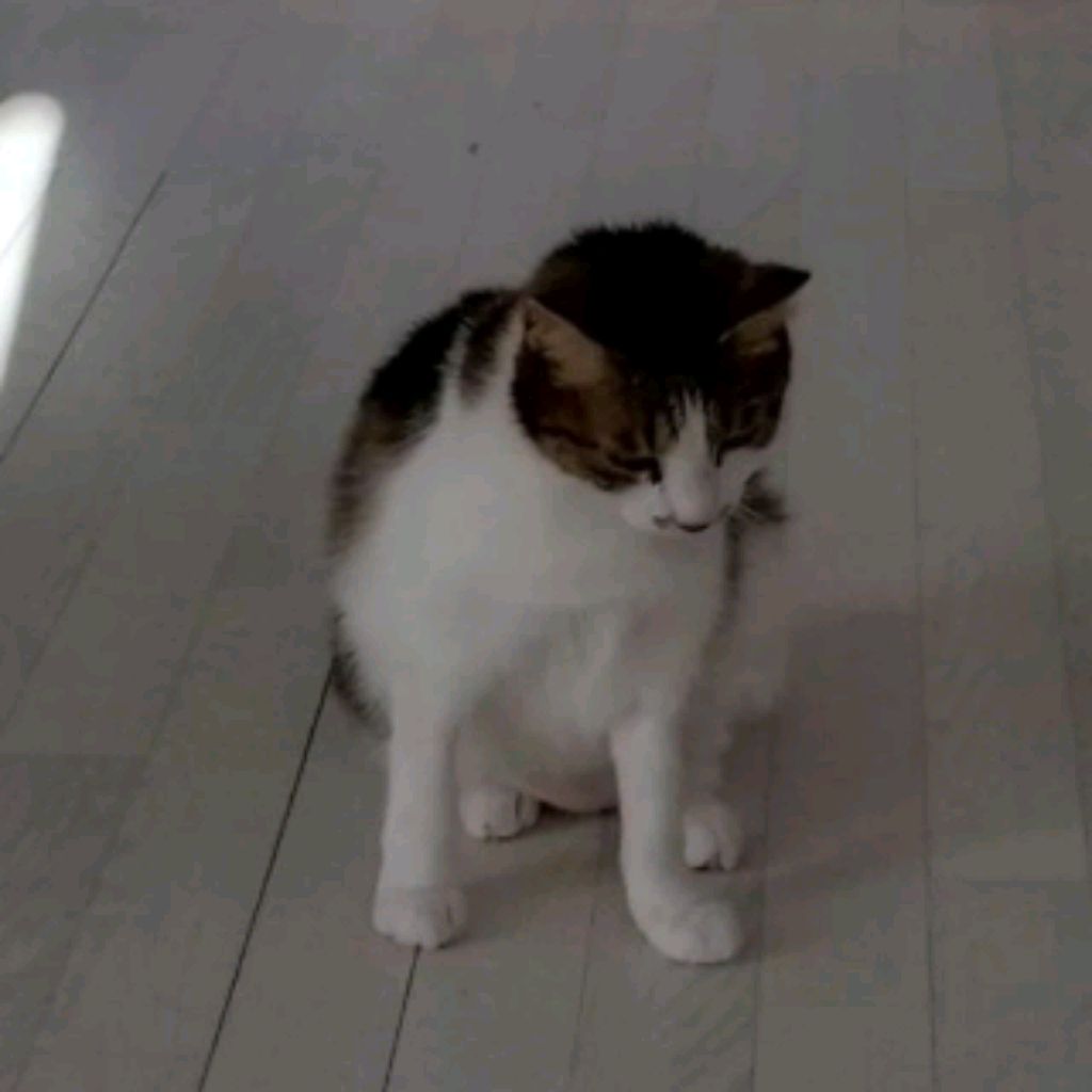 Иконка канала Cat TV