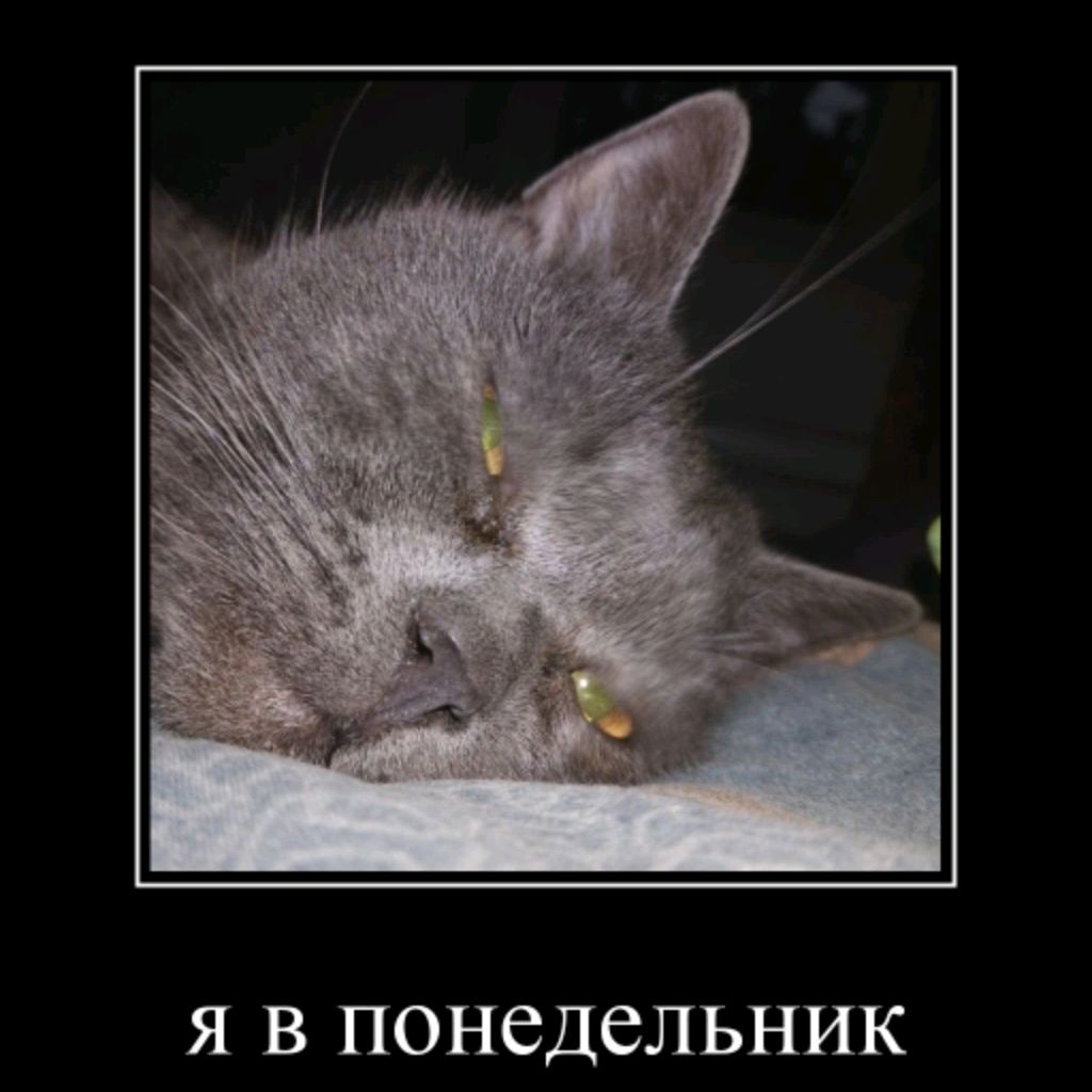 Иконка канала Тюлень