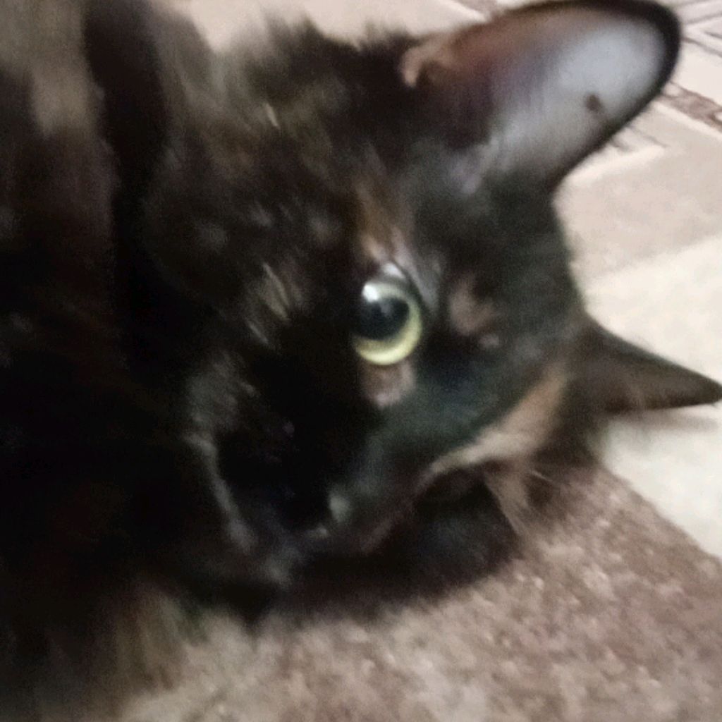 Иконка канала Котэо😺😺