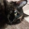 Иконка канала Котэо😺😺