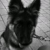 Иконка канала ~Dog Paws~