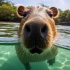Иконка канала ЛЕРА Capybara 😎😎😎