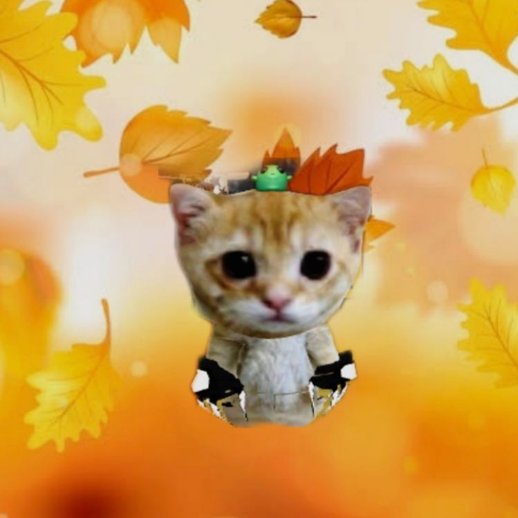 Иконка канала BARSIK_CAT 😺