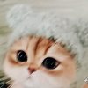 Иконка канала Голубой Кот