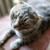 Иконка канала Эдиты Про Кота