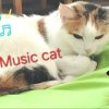 Иконка канала Музыкальный кот
