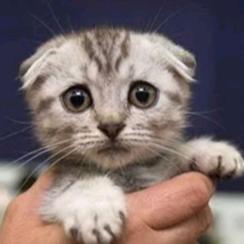 Иконка канала channel77353280