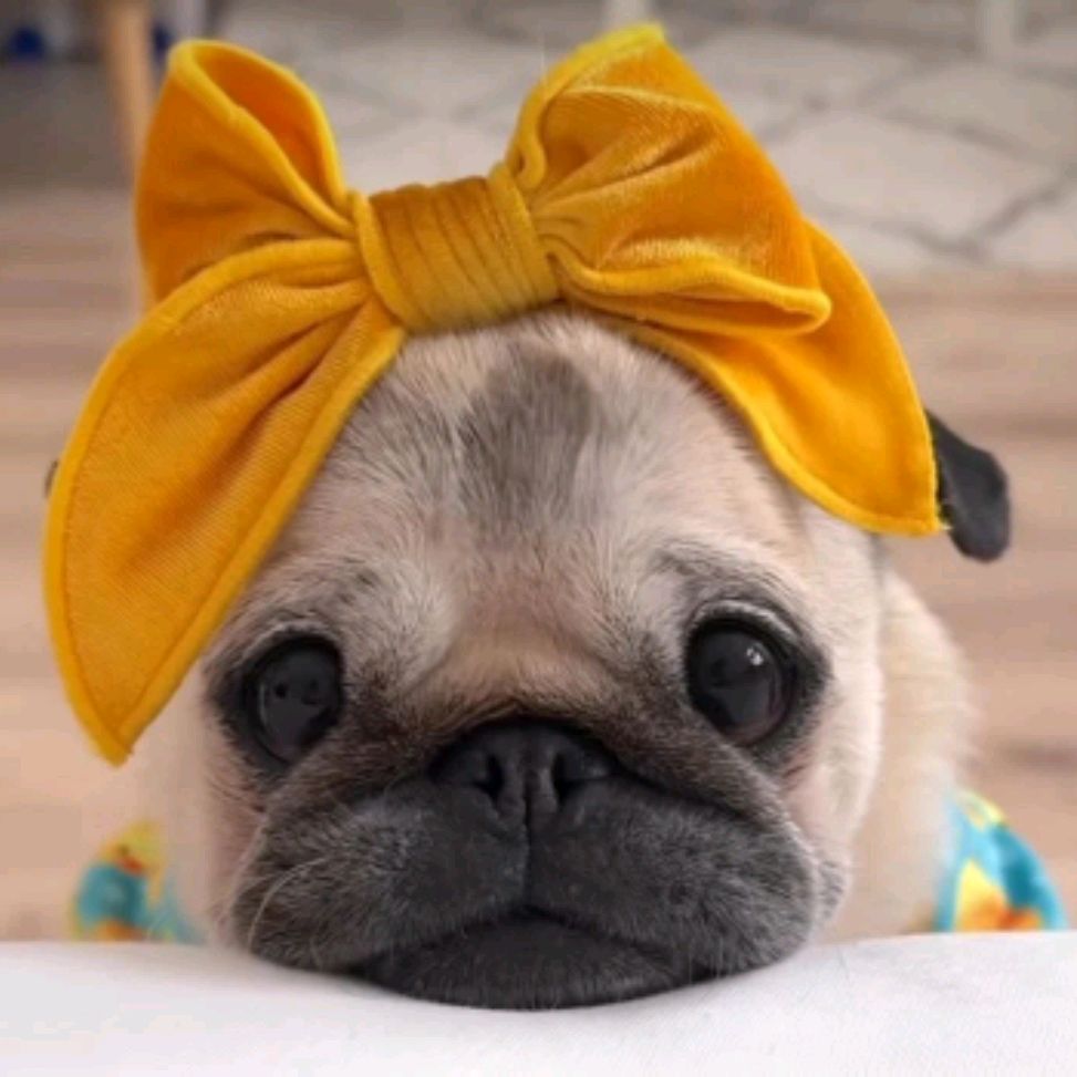 Иконка канала Чярина🐕🦺