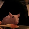 Иконка канала Animal House