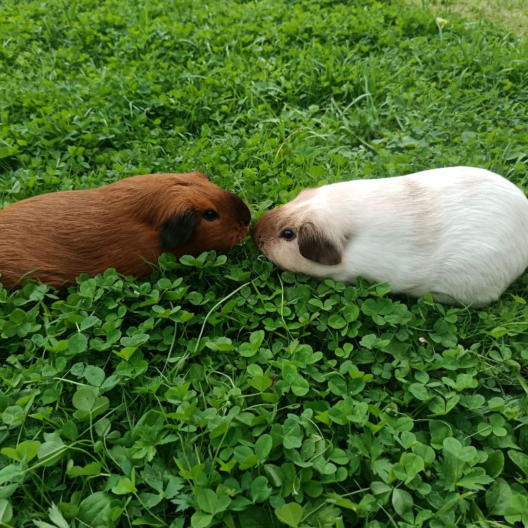 Иконка канала Мишка, Сашка и Я!🐹🐹🥰