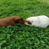 Иконка канала Мишка, Сашка и Я!🐹🐹🥰
