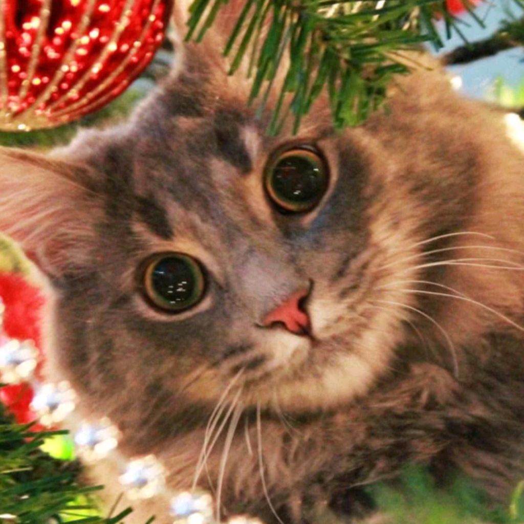 Иконка канала Котя и котичка