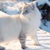 Иконка канала 💚Котик^. .^ Stor🤍♾️