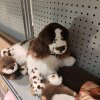 Иконка канала 🐴ⲏⲟⲣⲕⲁ ⲕⲟⲏⲏυⲕⲁ🤎|🪽 𝐿𝑜𝑔𝑜𝑣𝑜 𝐹𝑒𝑟𝑟𝑎𝑟𝑖🪽