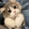 Иконка канала ᕕ( ᐛ )ᕗ~🐈⬛котик-обормотик🐈⬛~ᕕ( ᐛ )ᕗ