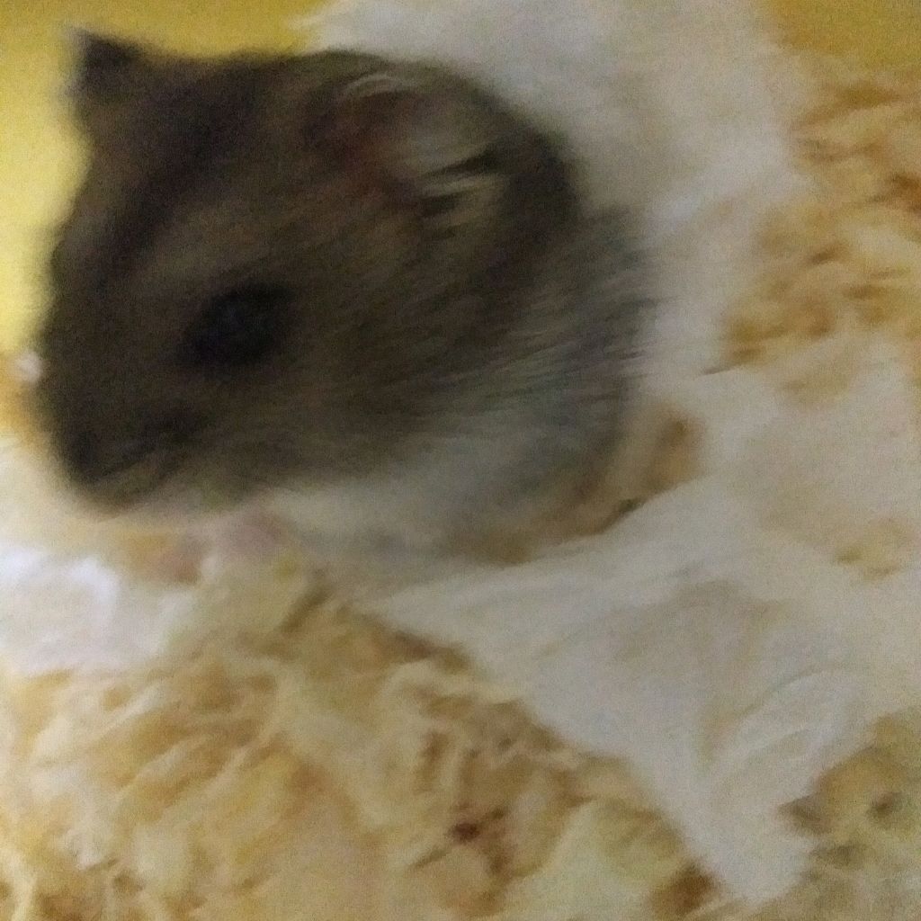 Иконка канала 🐹 Хомяк Стёпа Король 👑 Хомяков 🐹