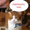 Иконка канала сшок артешок