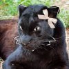 Иконка канала Пantи SBA 🐈⬛