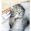 Иконка канала Звездопад Квадробинг
