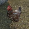 Иконка канала Dayz BorisBritva eAi