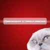 Иконка канала Приключения Марсика И Хозяина