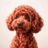 Иконка канала Red Dog