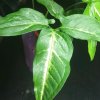 Иконка канала Росток в деле🪴🌺🌱