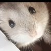 Иконка канала Хомякариум🐭🐭