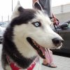 Иконка канала channel49324090
