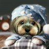 Иконка канала Zelenoglaska 78