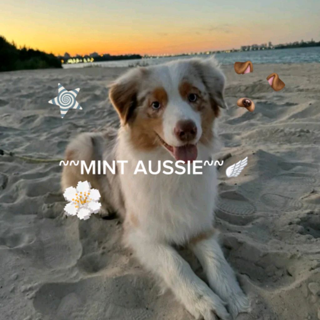 Иконка канала ~~MINT ♡ ⁠AUSSIE~~🪽