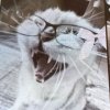 Иконка канала Вероничка 🐾😈🧡