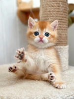Иконка  канала dinarika_cattery