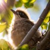 Иконка канала 🐦‍⬛Ptenec11k🐦‍⬛