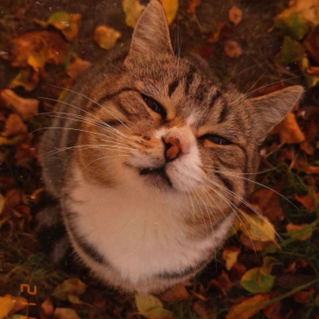 Иконка канала ୨ৎ🐾 Ниᴋᴏᴧь-Аʙ🤍(Вернулась🥹)