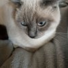 Иконка канала Ильчобус