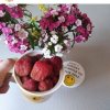 Иконка канала У-Дачная жизнь