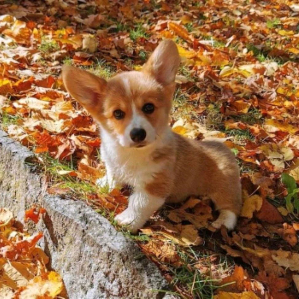 Иконка канала Чярина🐕